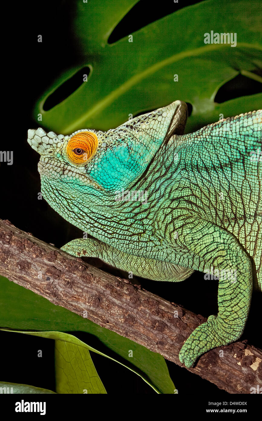 Male Parson's Chameleon Stock Photo - Alamy