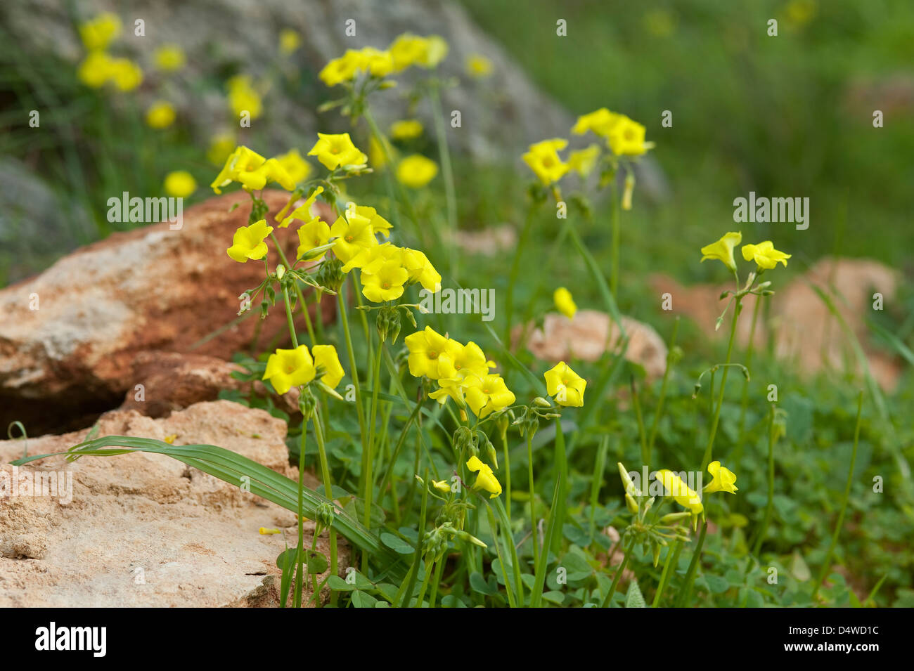 Bermuda buttercup (Oxalis pes-caprae) growing on the edge of lavada ...
