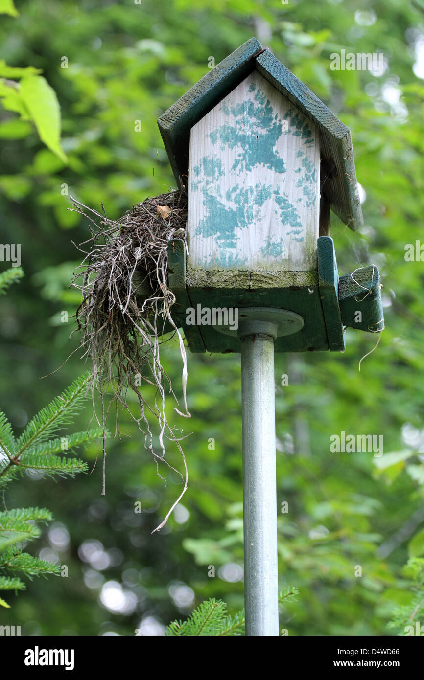 nest in the house Stock Photo - Alamy