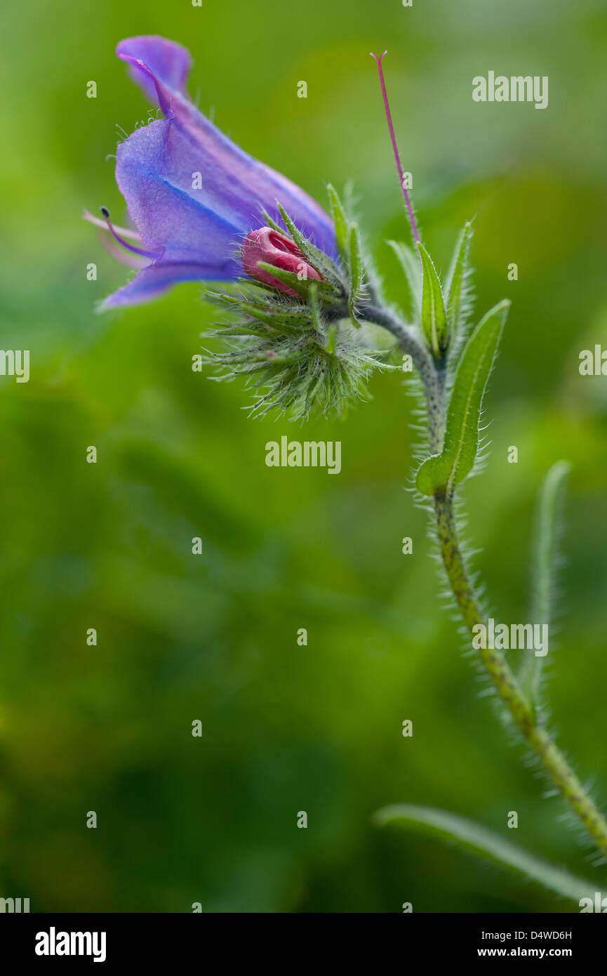 Purple Viper's Bugloss (Echium plantagineum) flowers blooming side of ...