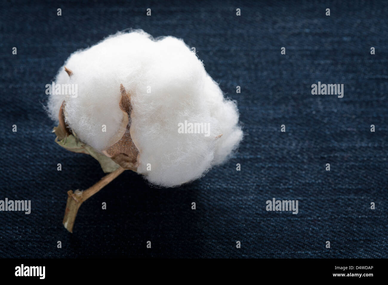 Cotton boll on denim fabric Stock Photo - Alamy