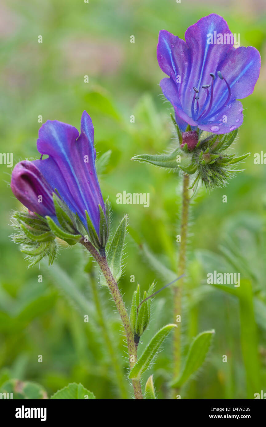 Purple vipers bugloss purple vipers bugloss hi-res stock photography ...