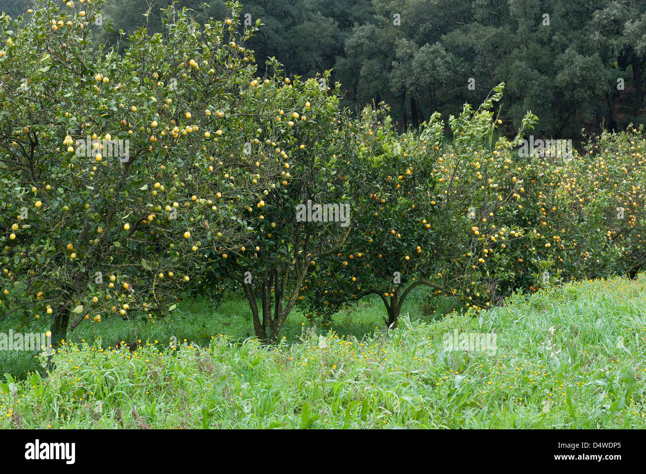 Citrus orchard hi-res stock photography and images - Alamy