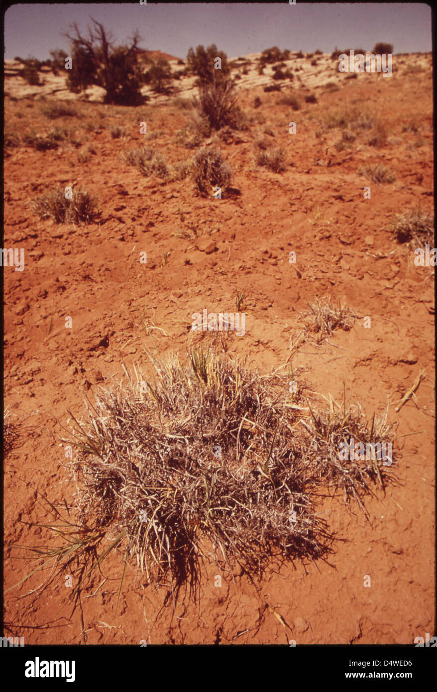 Cattle grazing in the Maze area of Canyonlands National Park, which was ...