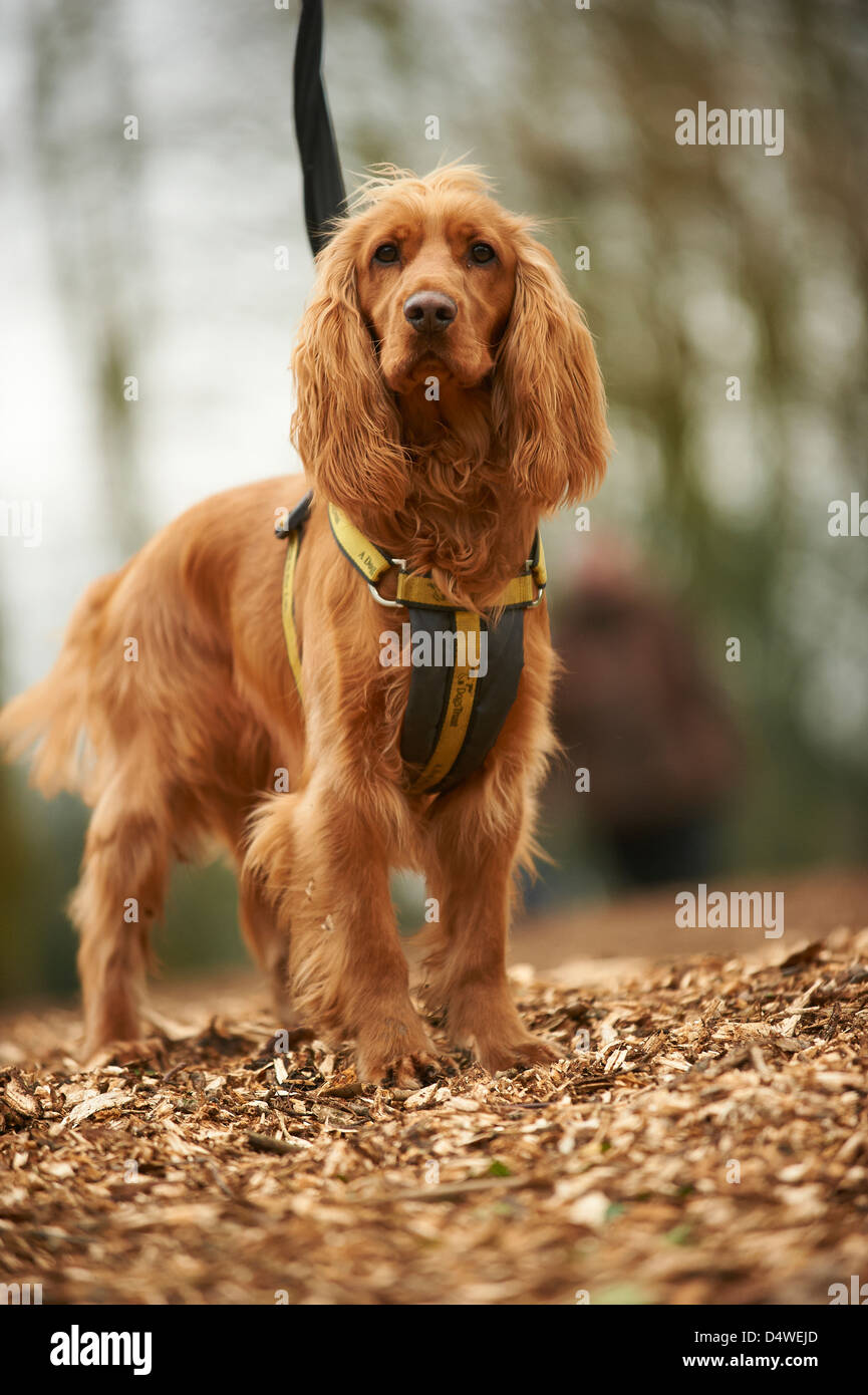 Chestnut dog hi-res stock photography and images - Alamy