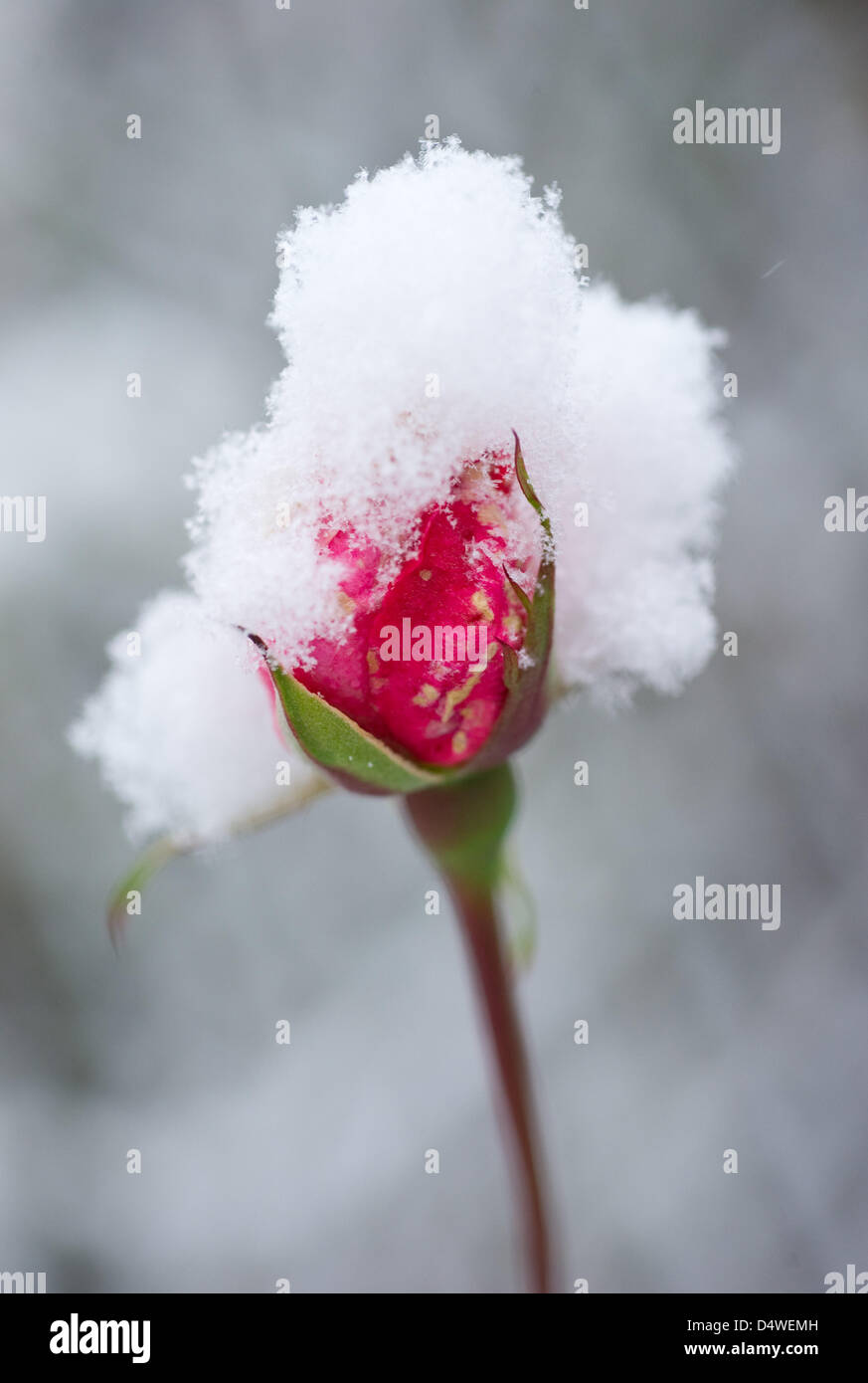 A rose bud is covered in snow in Briesen, Germany, 26 November 2010. It ...