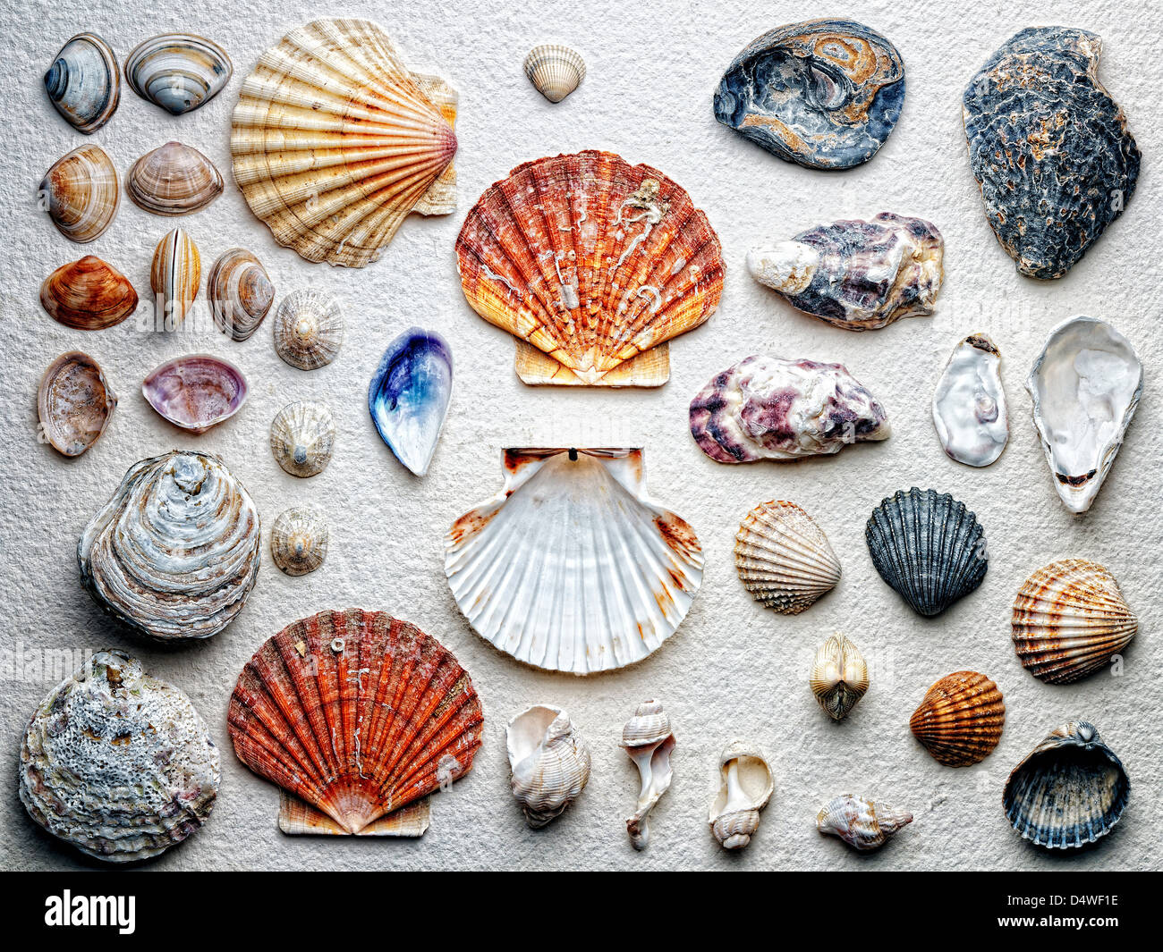 Seashells hi-res stock photography and images - Alamy