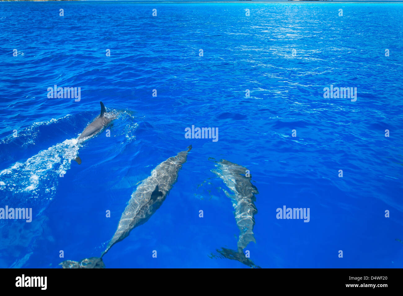 Dolphins swimming in tropical water hi-res stock photography and images ...