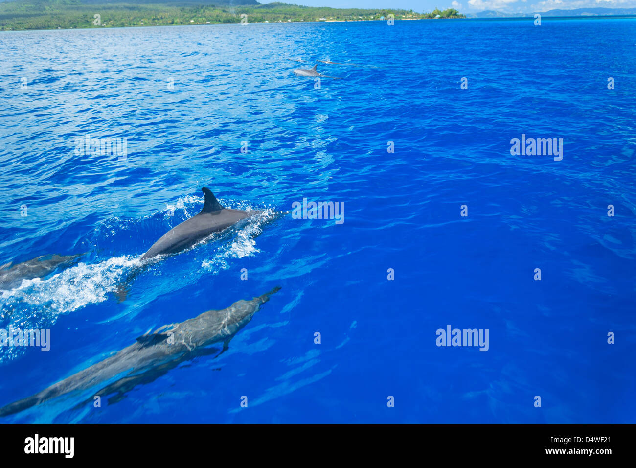 Dolphins swimming in tropical water Stock Photo - Alamy