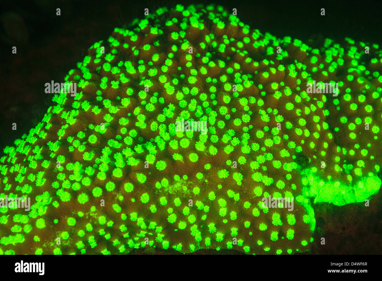 Coral fluorescence hi-res stock photography and images - Alamy