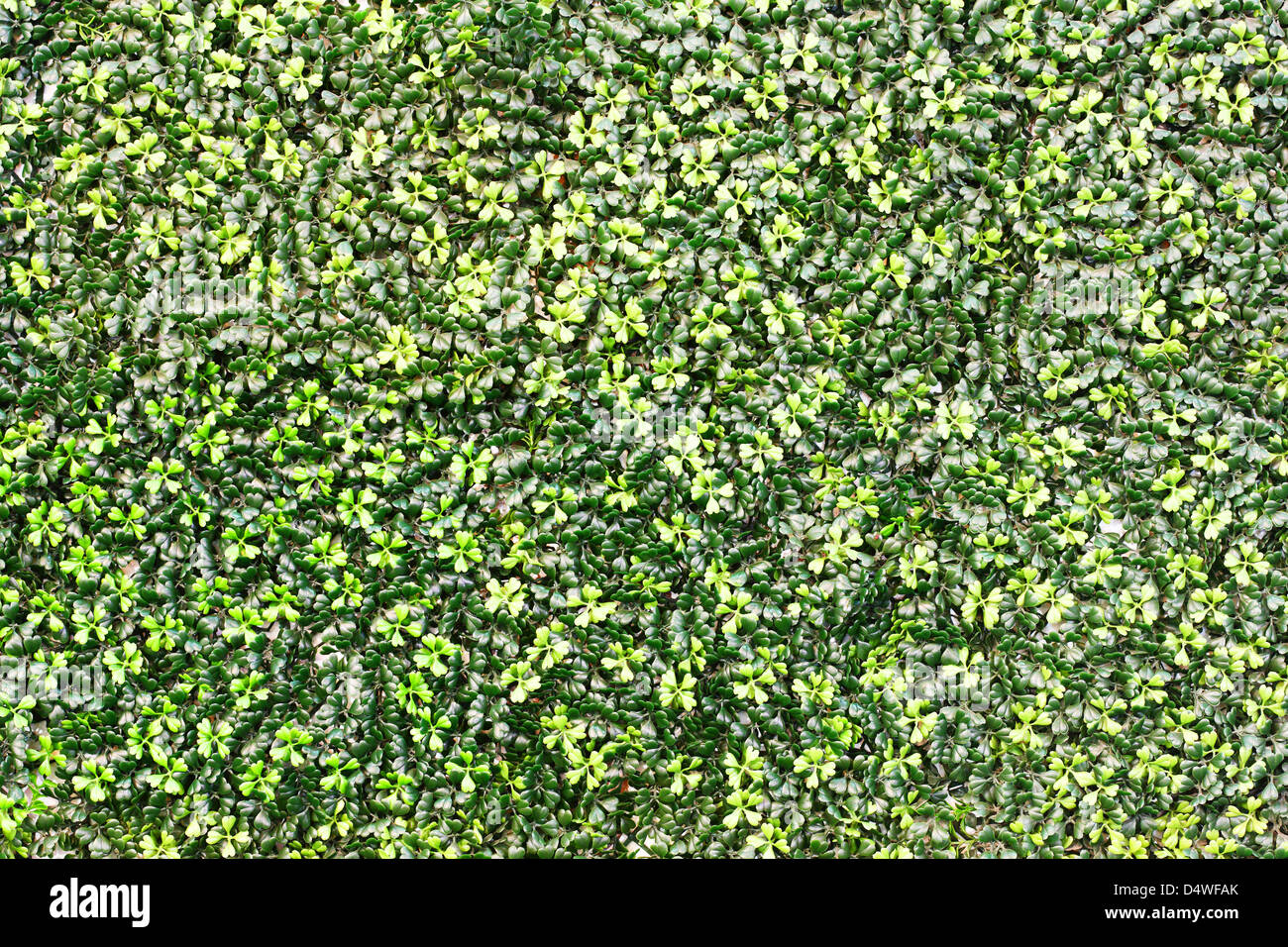 green color artificial leaf background Stock Photo - Alamy