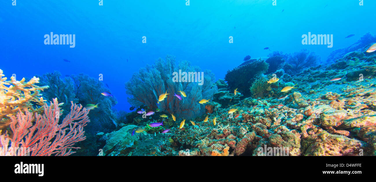 Coral reef underwater hi-res stock photography and images - Alamy