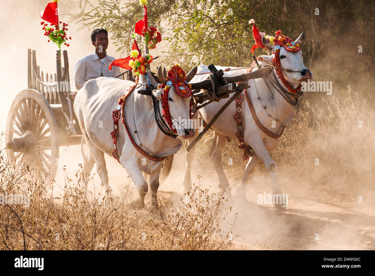 Bullock cart bagan myanmar hi-res stock photography and images - Alamy