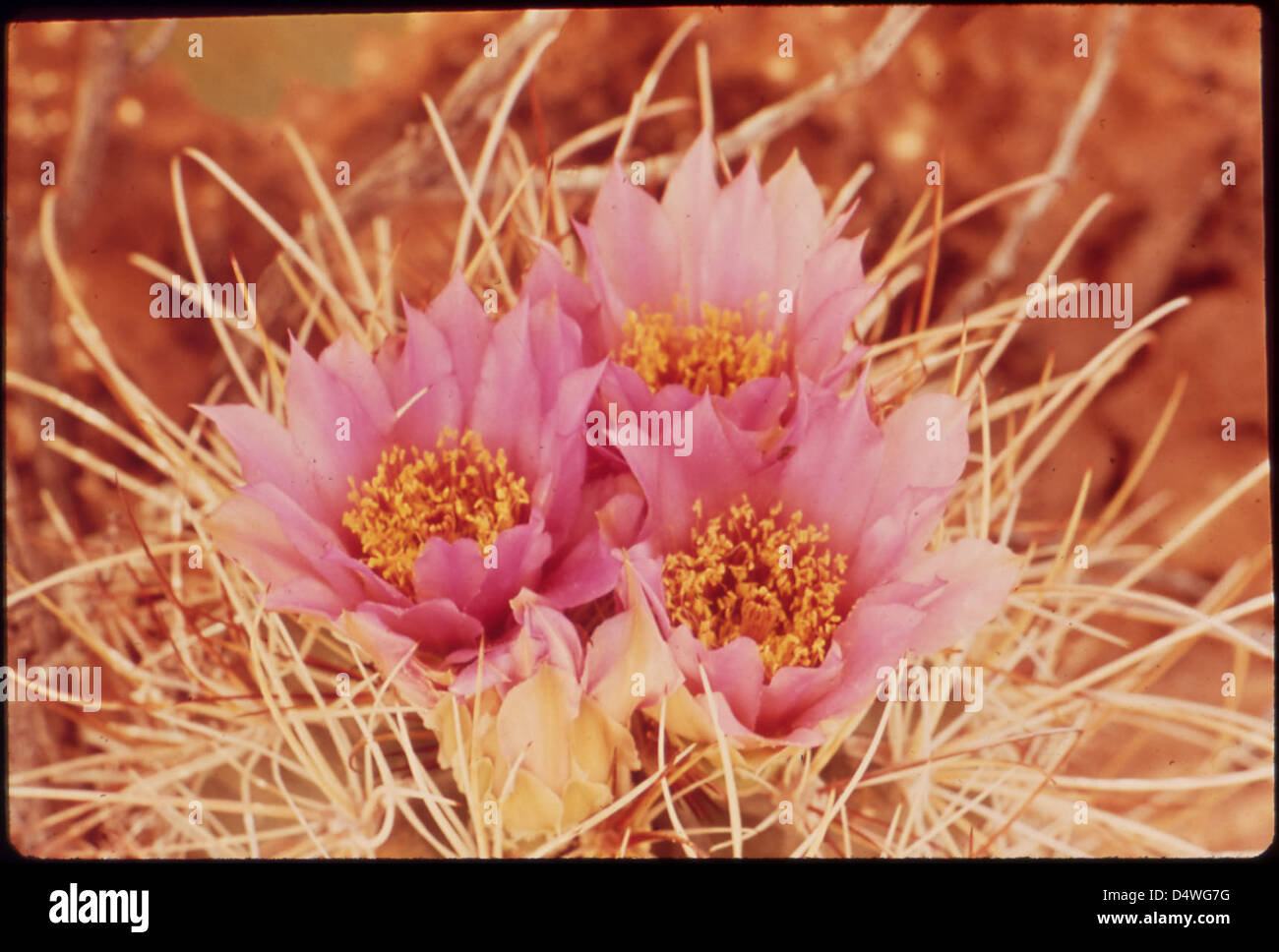 Fishook cactus hi-res stock photography and images - Alamy