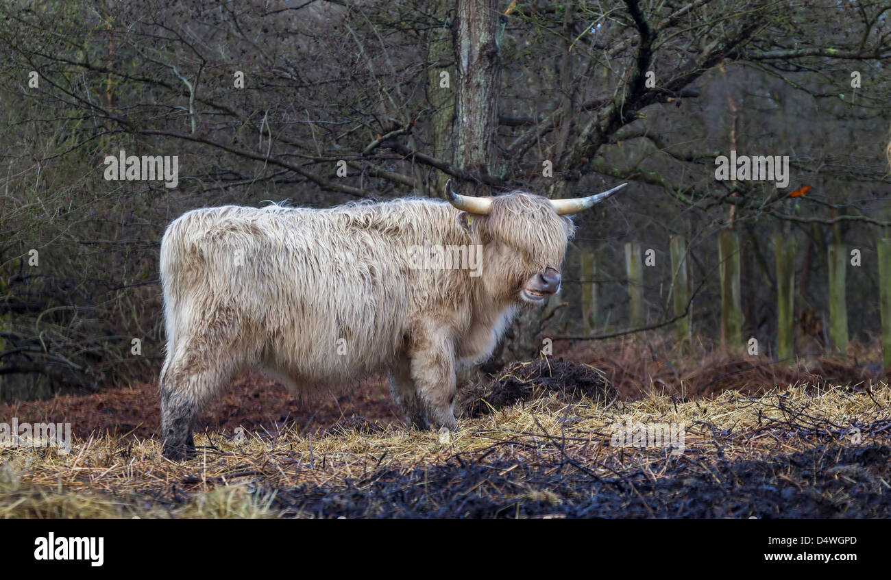 The English Longhorn is a rare British breed of beef cattle Stock Photo ...
