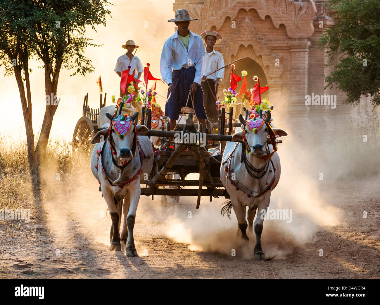 Oxen carts in the dust during sunset, Bagan, Mandalay, Burma (Myanmar ...