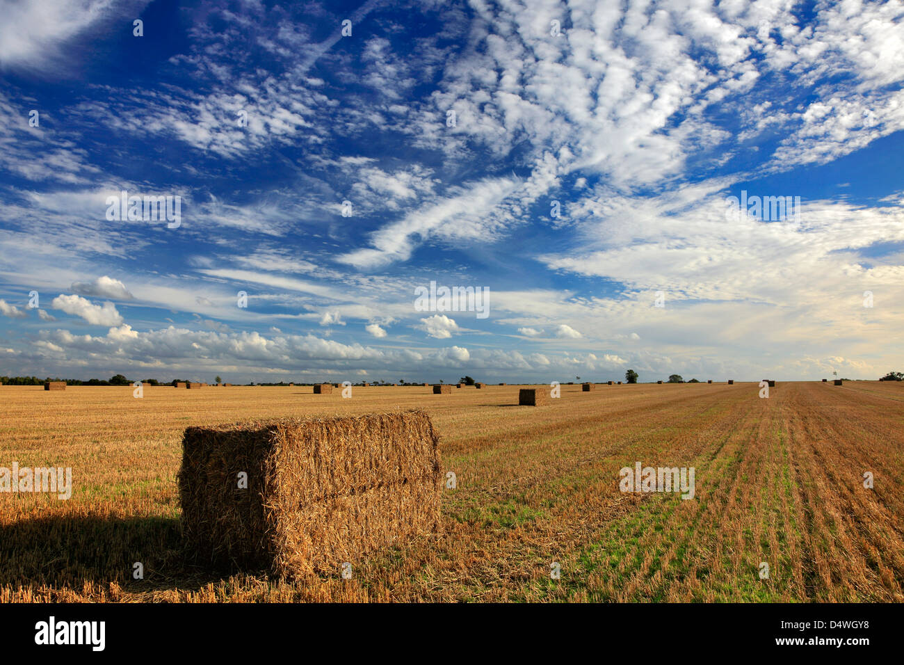 Straw bales, Fenland fields, near Ramsey town, Fenland, Cambridgeshire ...