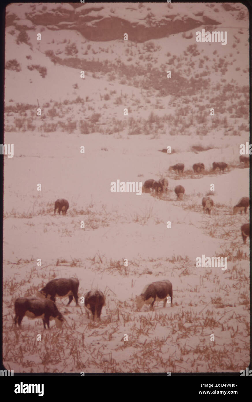 Sheep and cattle ranching dominate the Piceance Basin, with large ...