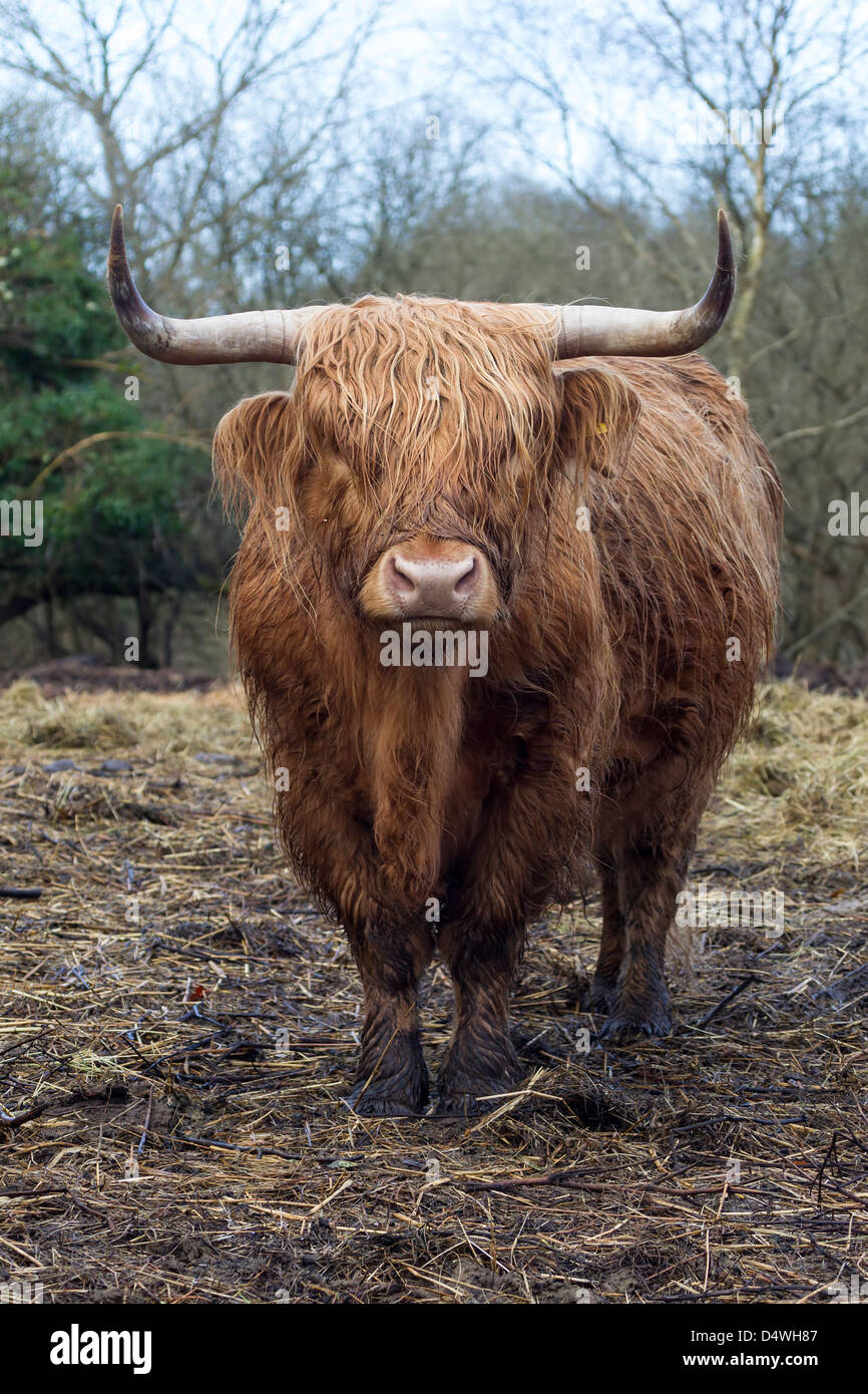 The English Longhorn is a rare British breed of beef cattle Stock Photo ...