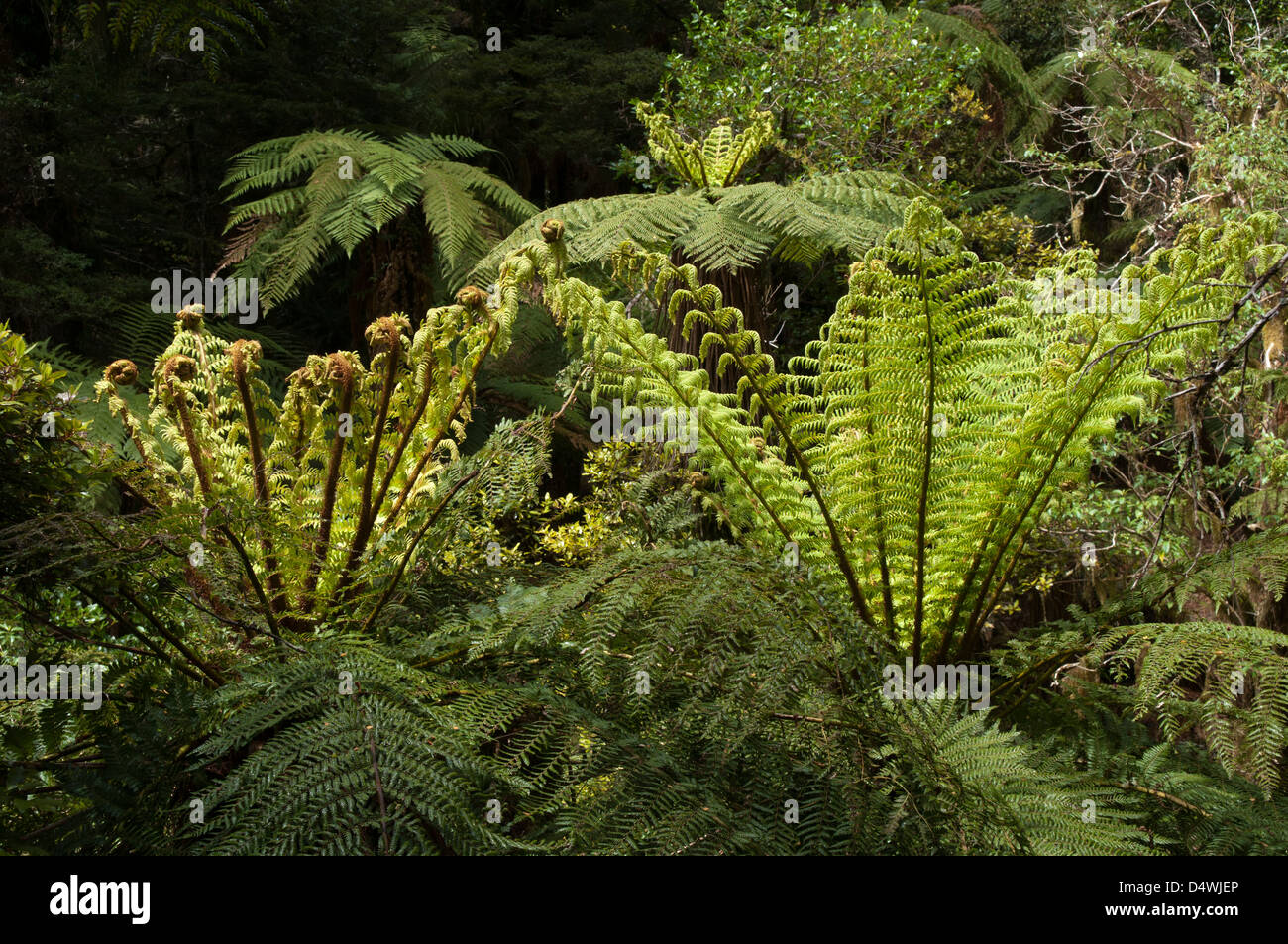 Te urewe hi-res stock photography and images - Alamy