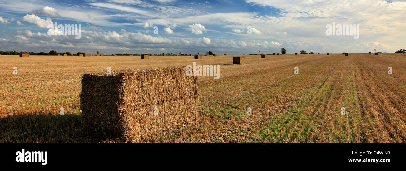 Fenland fields hi-res stock photography and images - Alamy