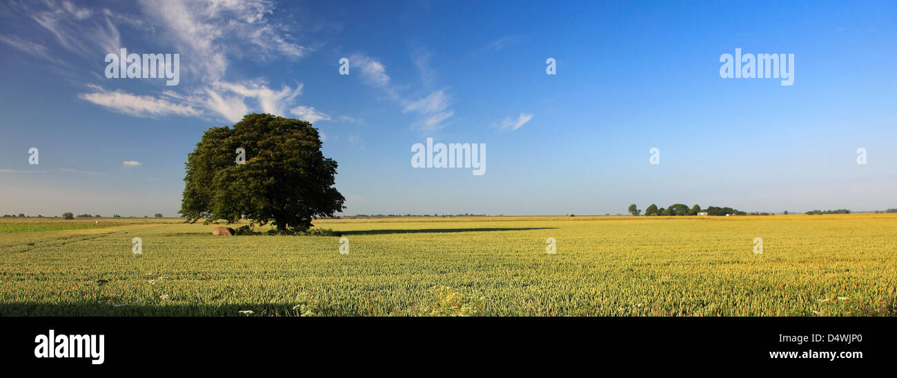 Fenland agriculture hi-res stock photography and images - Alamy