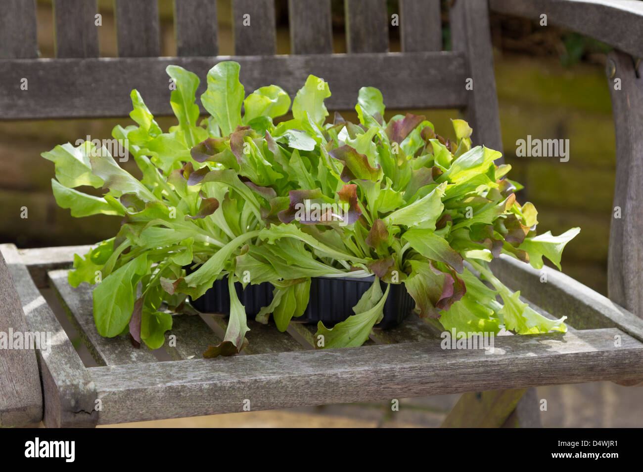 Lettuce seedlings on a garden chair Stock Photo - Alamy