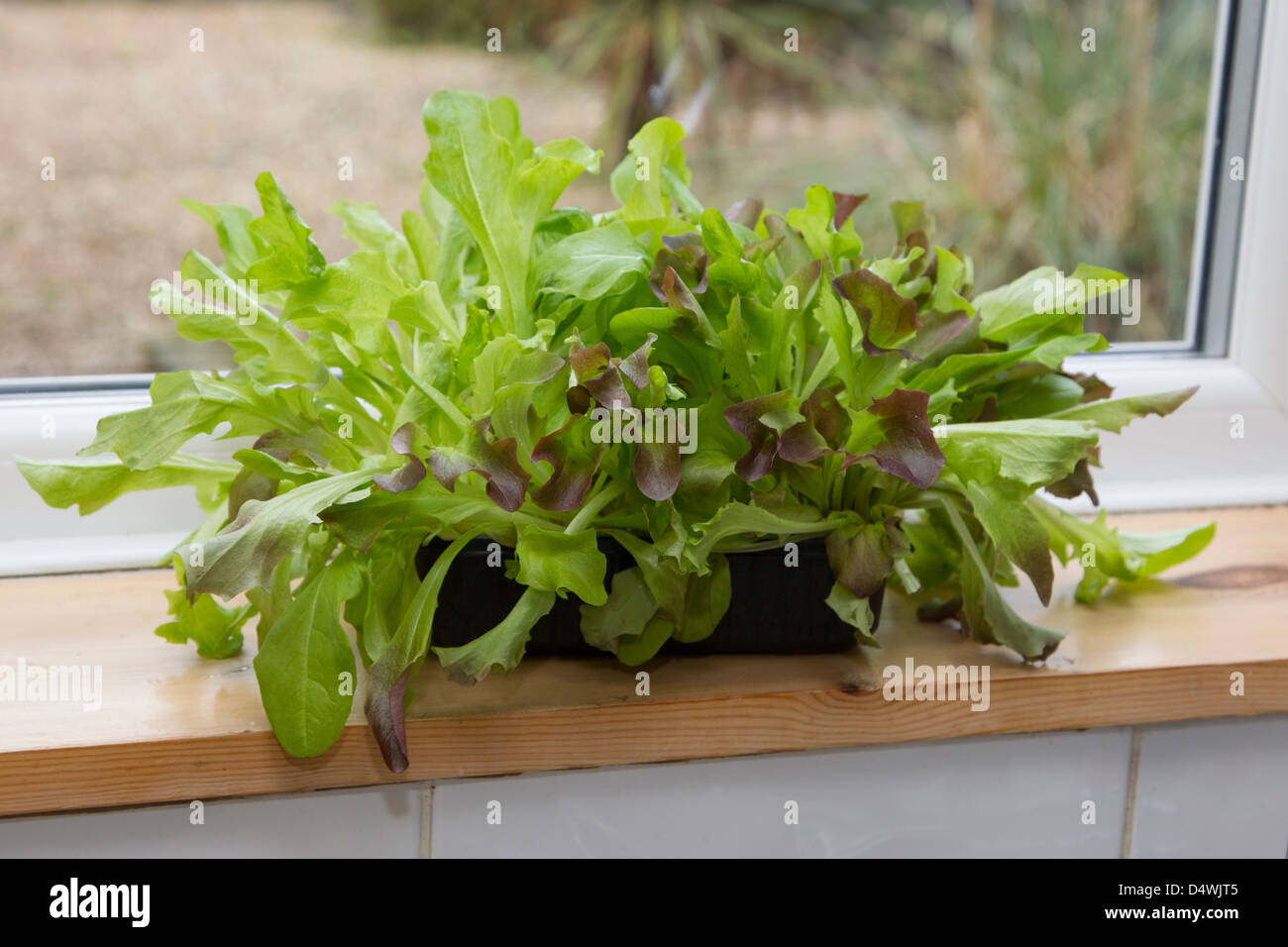 Windowsill veg hi-res stock photography and images - Alamy