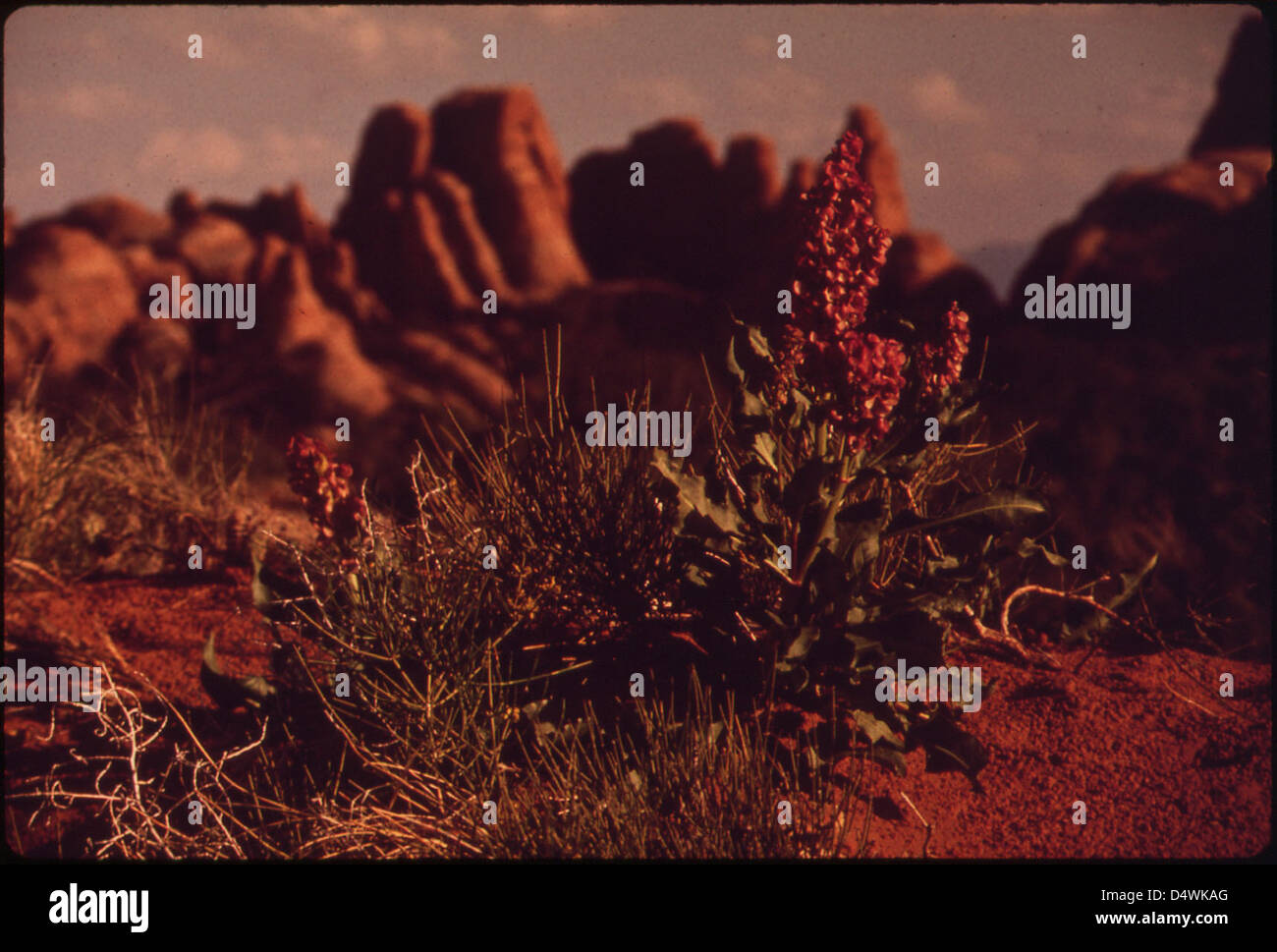 A photograph of Yucca, identified as Rumex venosus, taken in May 1972 ...