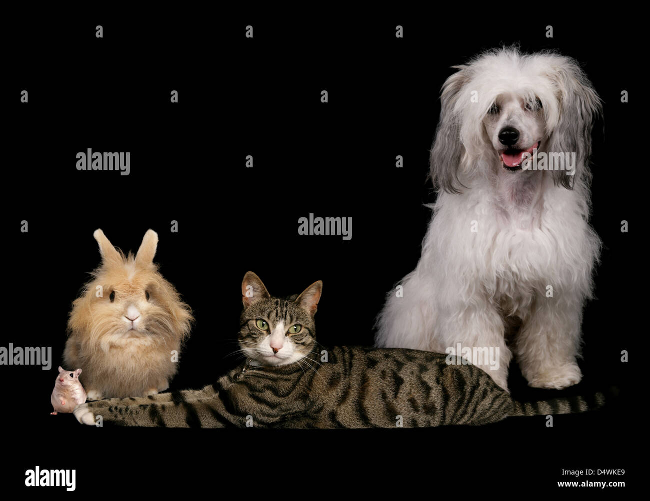 Group of pets on a black background Stock Photo - Alamy
