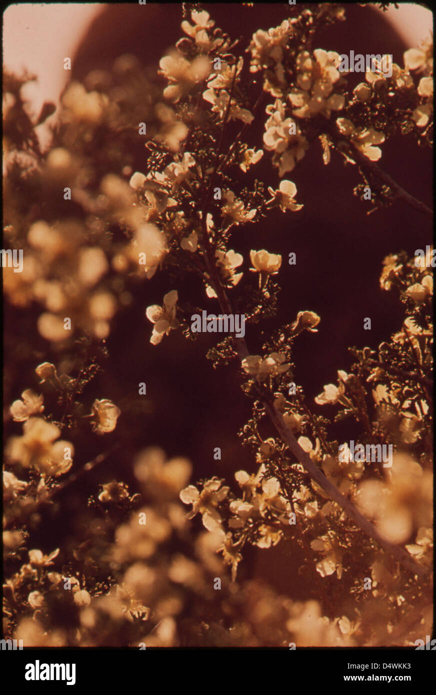 Cliff Roses, 05/1972 Stock Photo - Alamy