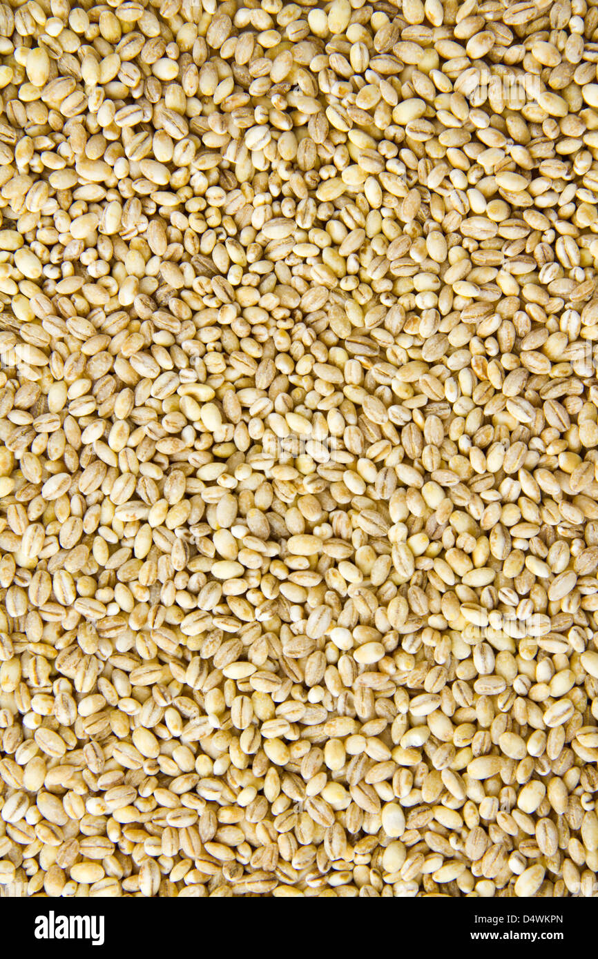 Barley grains hi-res stock photography and images - Alamy