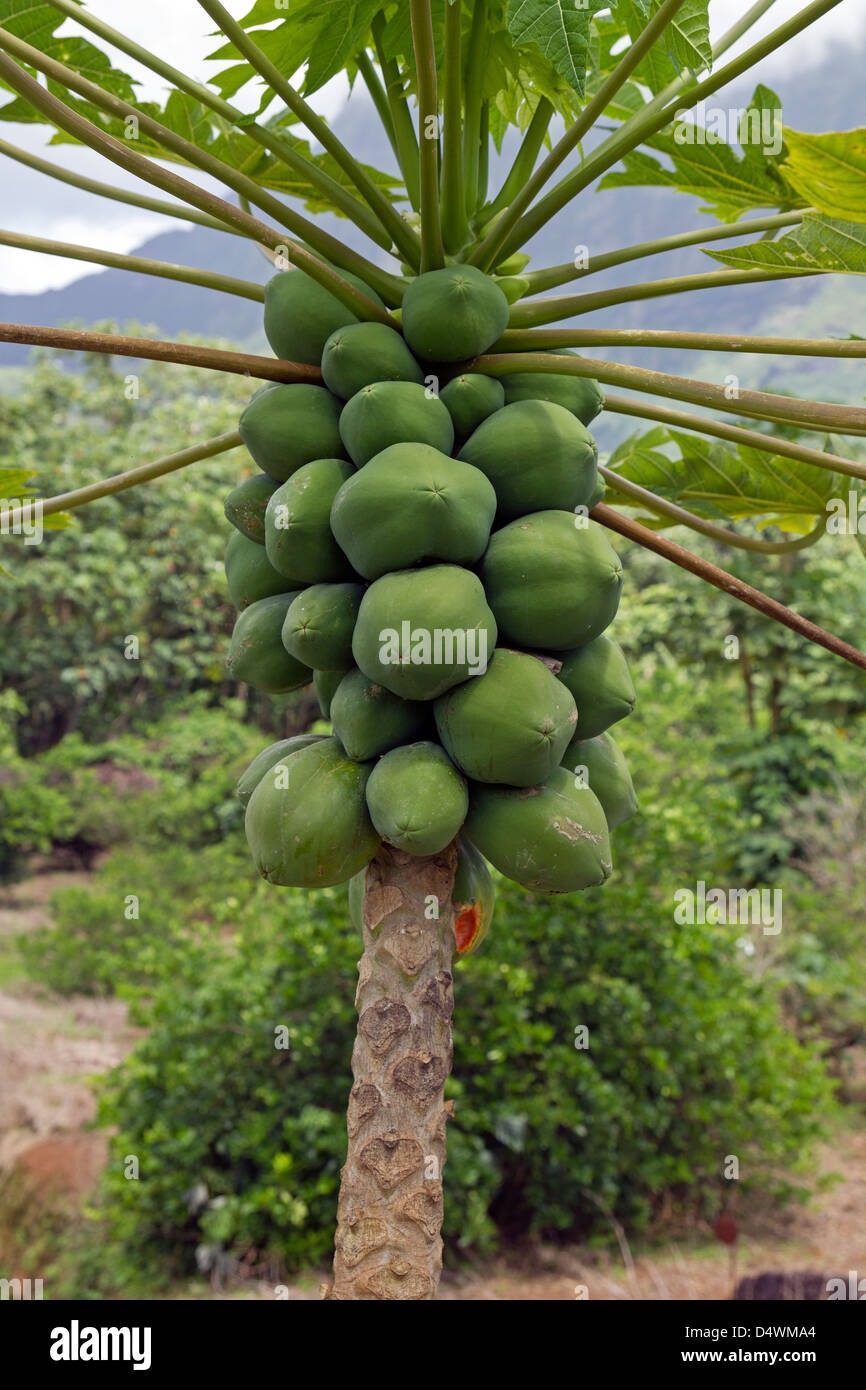 Papaya tree hi-res stock photography and images - Alamy