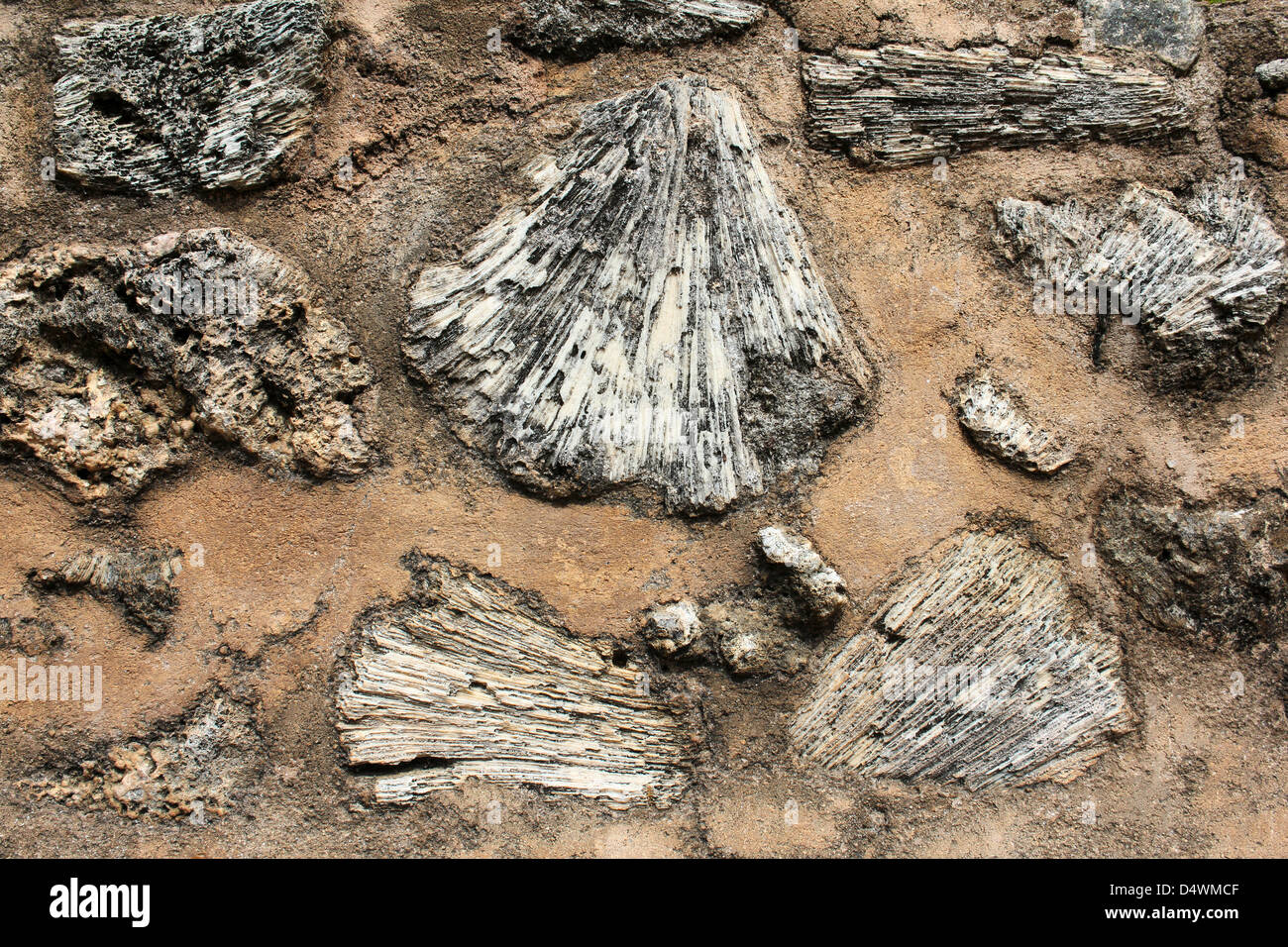 Pieces Of Coral Used In Wall Construction Galle Old Fort, Sri Lanka ...