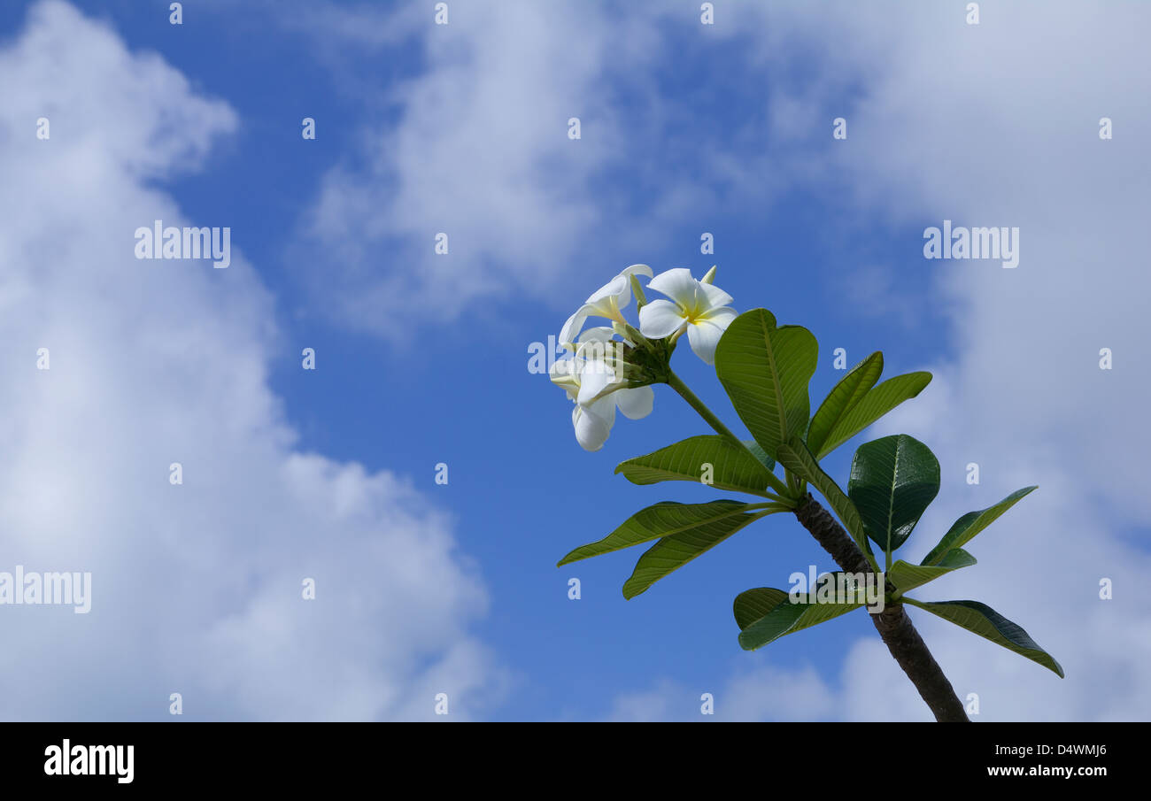 Tiare flower hi-res stock photography and images - Alamy