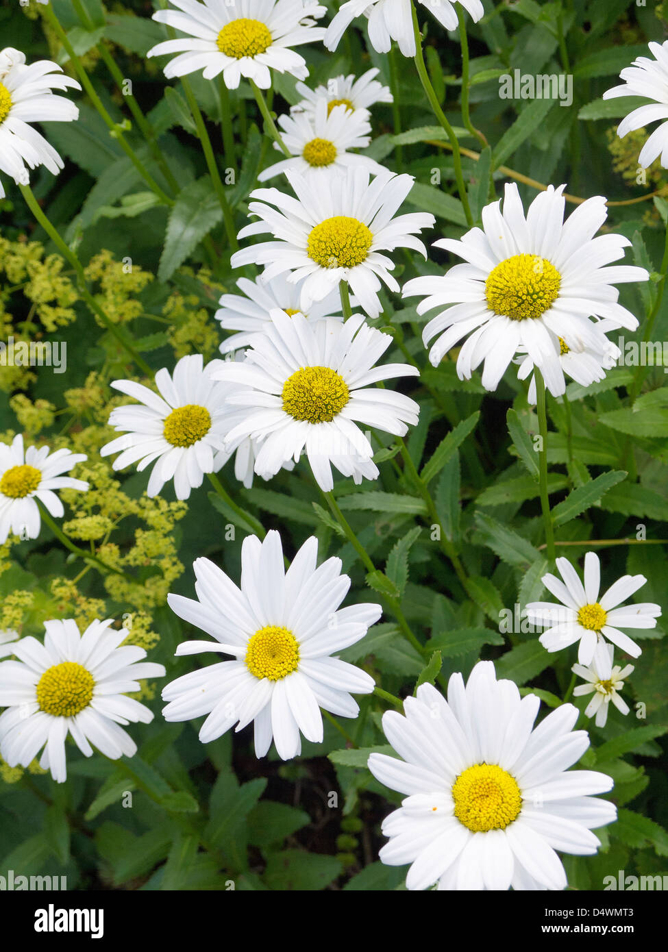 Honeysuckle berries english hi-res stock photography and images - Alamy