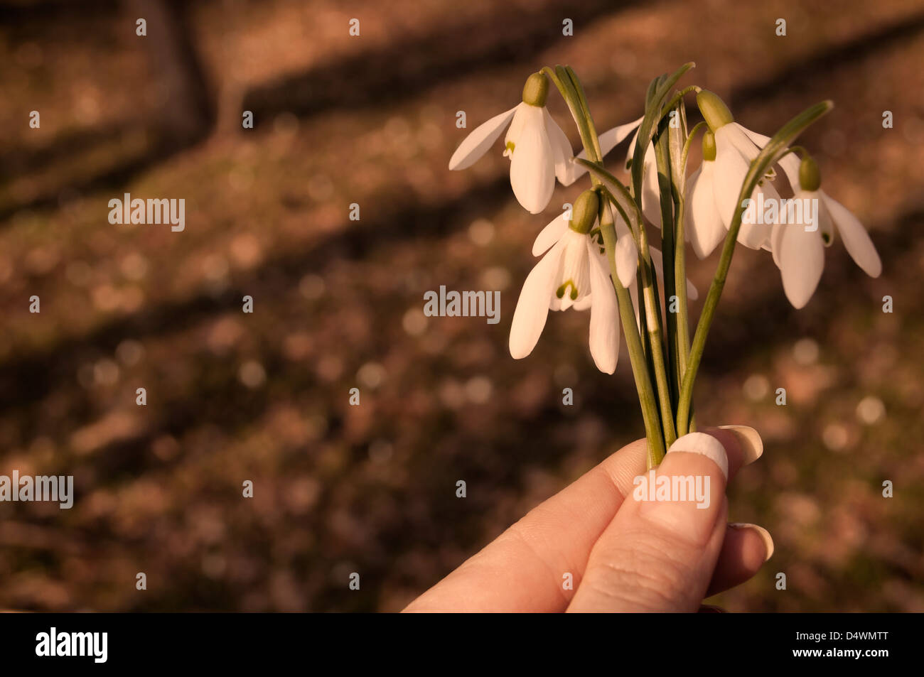 Snow drop bouquet hi-res stock photography and images - Alamy