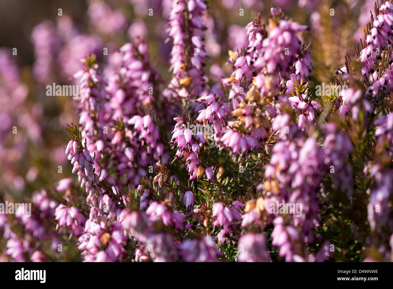 Pink heather in bloom at the Cambridge Botanical Gardens Stock Photo ...
