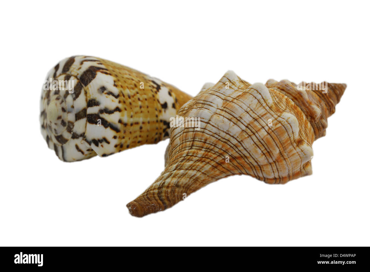 Two exotic seashells isolated on white, close up Stock Photo - Alamy