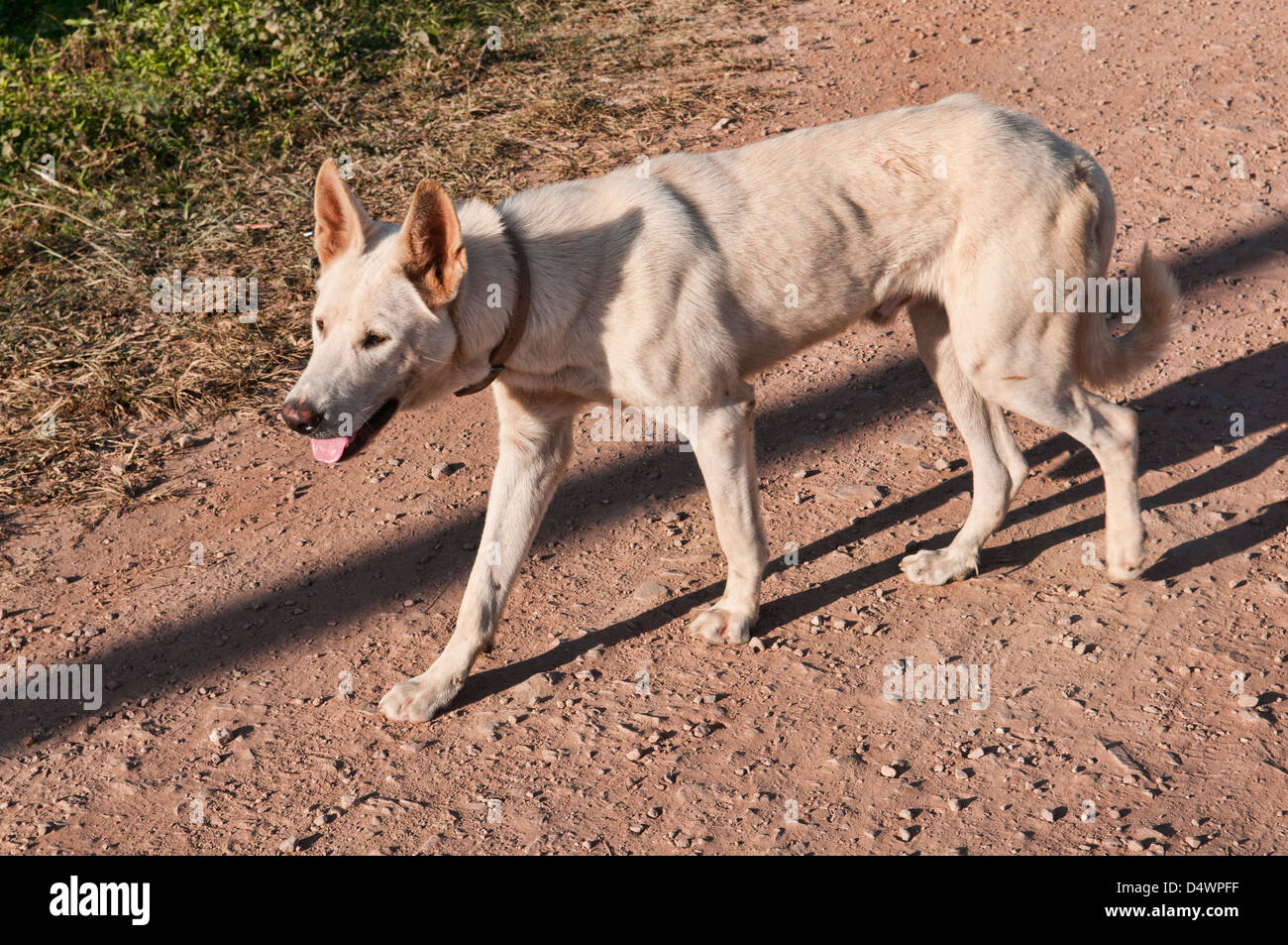 white shepherd dog, Laos Stock Photo - Alamy