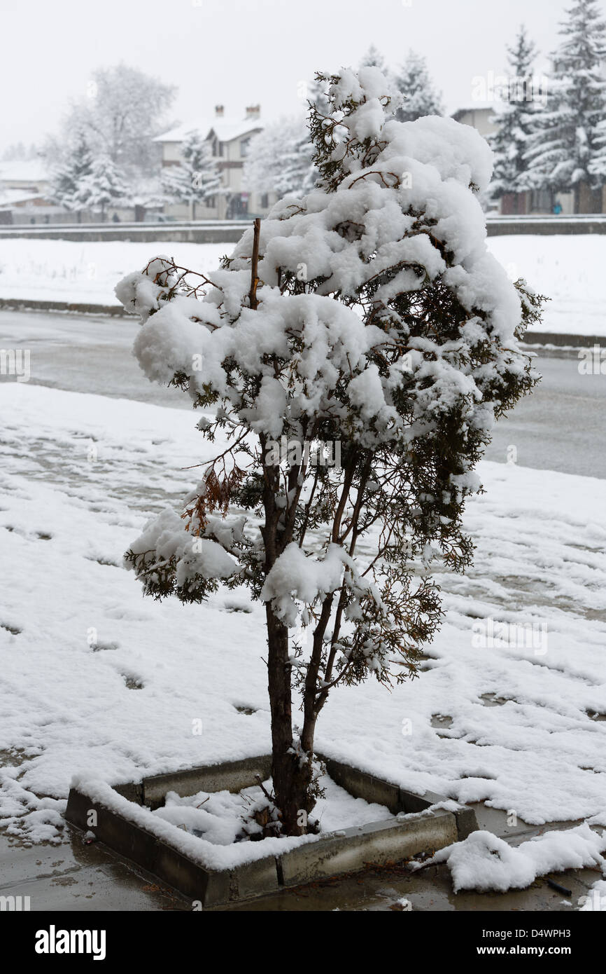 Evergreen ornamental shrub covered with snow Stock Photo - Alamy