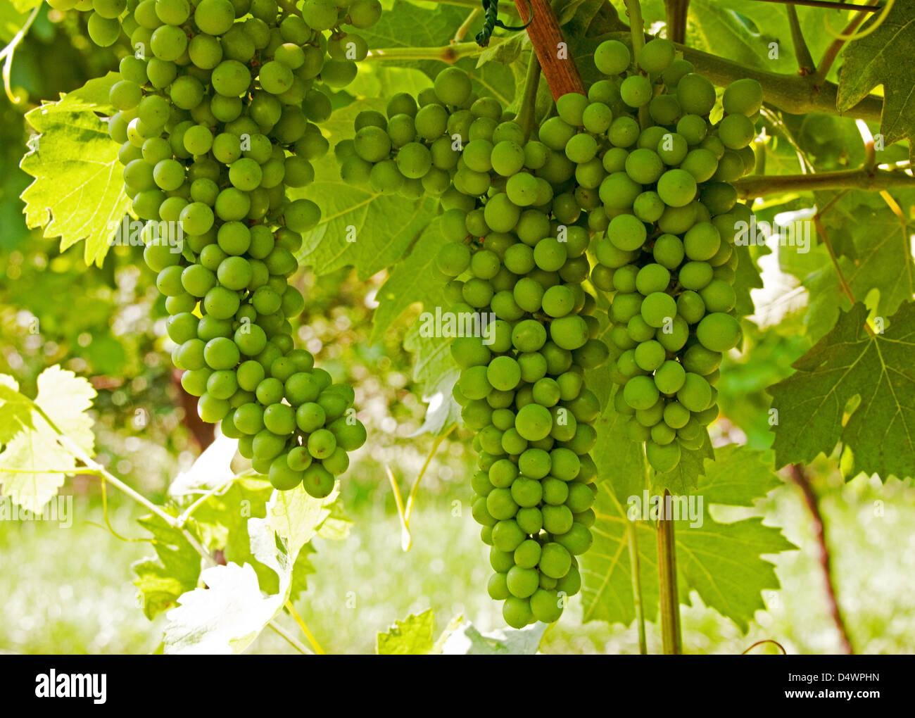 Valpolicella wine region hi-res stock photography and images - Alamy