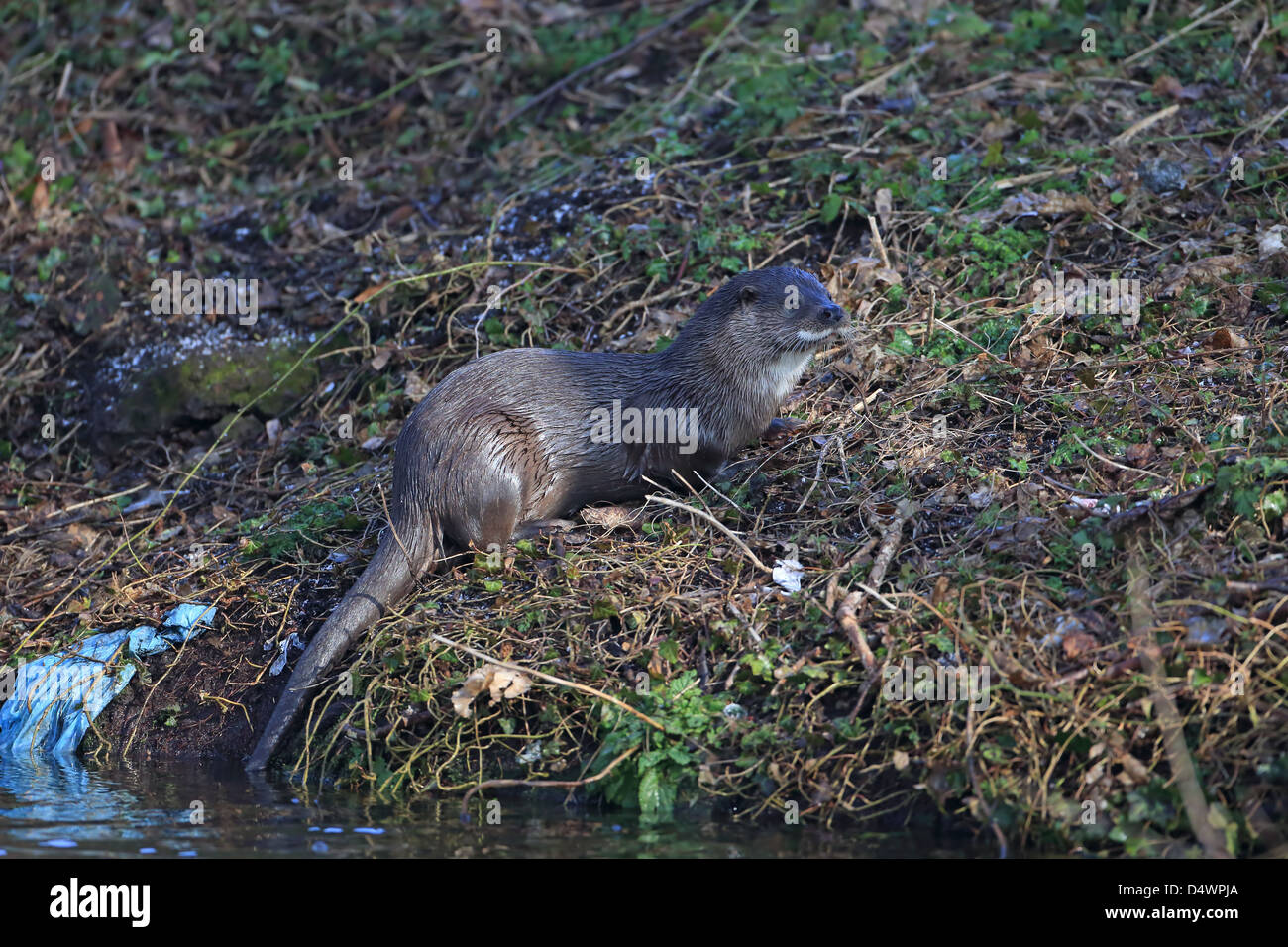 Common Otter (Lutra lutra Stock Photo - Alamy