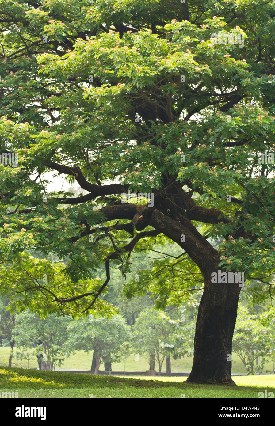 Tree in the park Stock Photo - Alamy