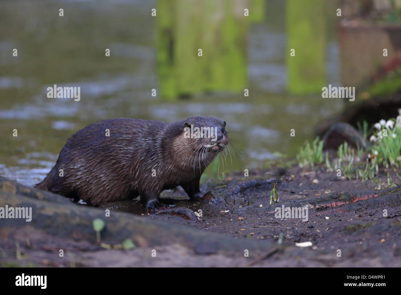 Common Otter (Lutra lutra Stock Photo - Alamy