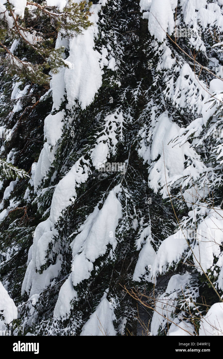 Branches of a mountain fir-tree covered with snow on mountains ...
