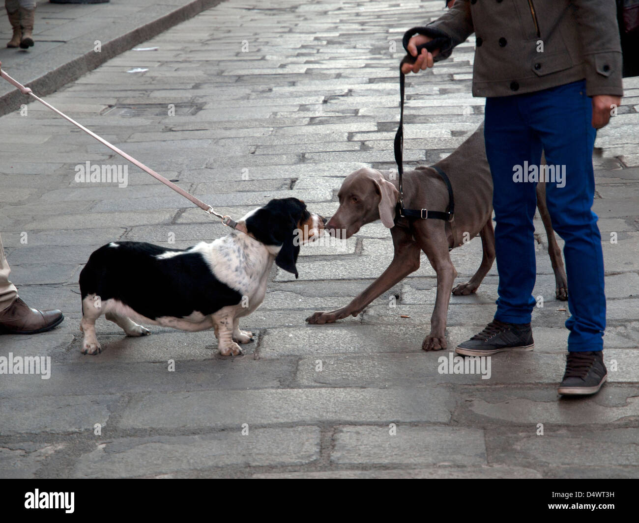 Two hounds dogs walking hi-res stock photography and images - Alamy