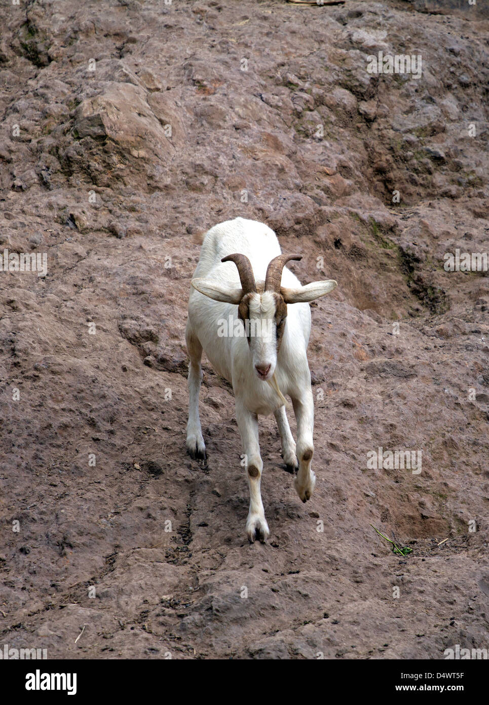 Goat running hi-res stock photography and images - Alamy