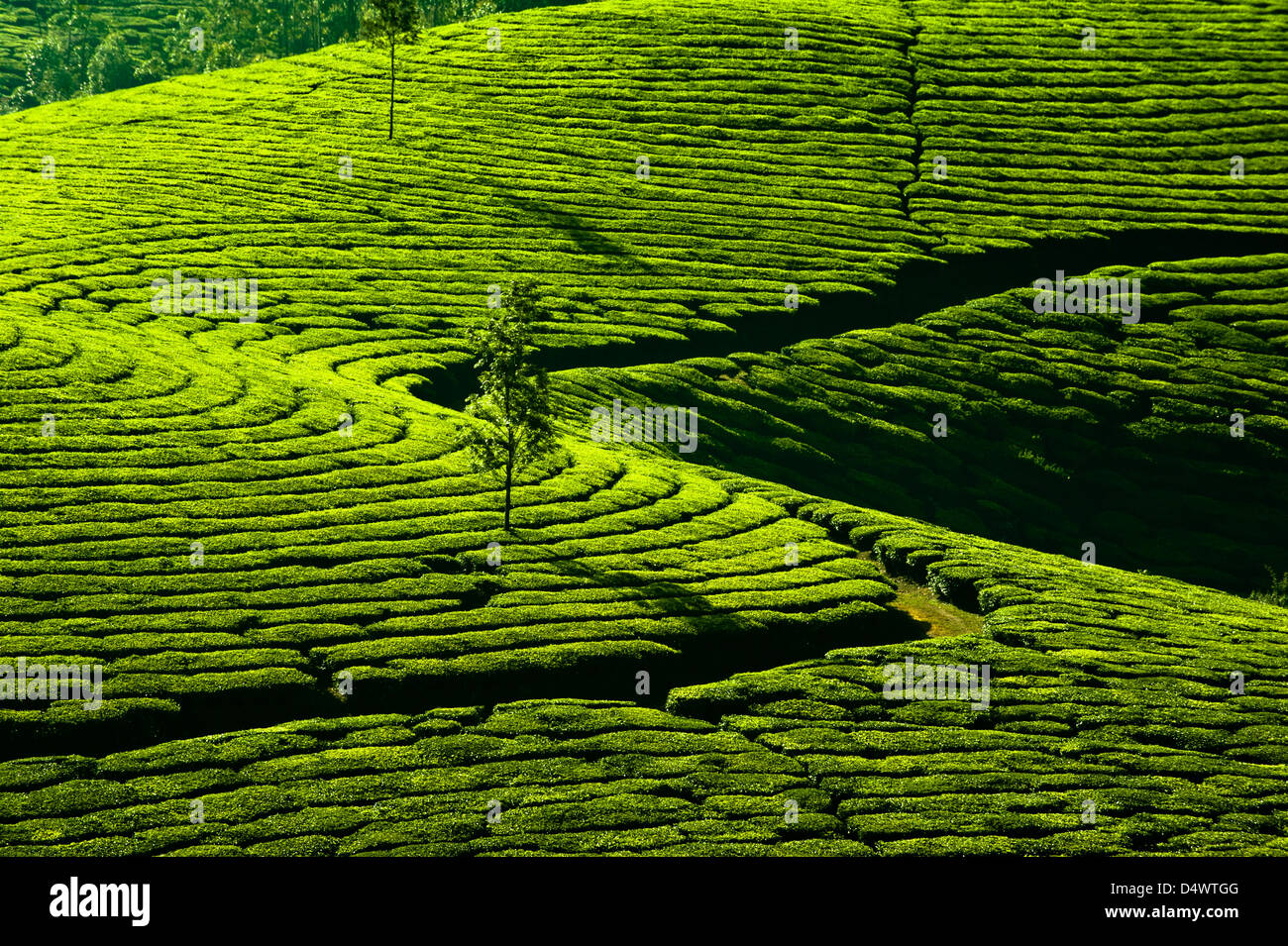 Tea plantation scene india hi-res stock photography and images - Alamy