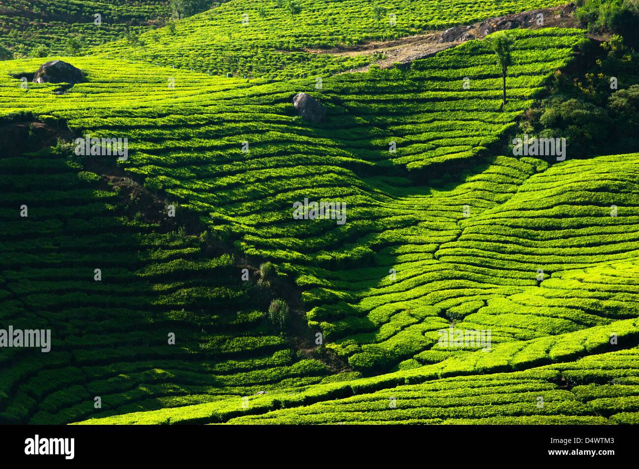 Tea plantation of munnar hi-res stock photography and images - Alamy